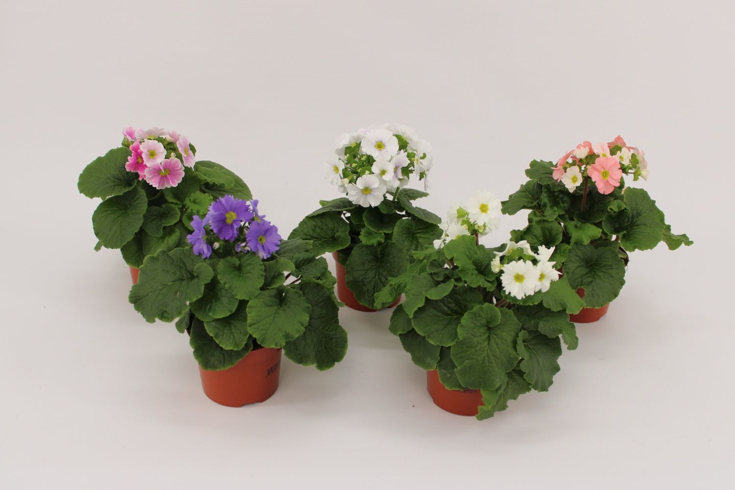 Primula obconica SWEET KISSES AMORE MIX — Plant Wholesale FlorAccess