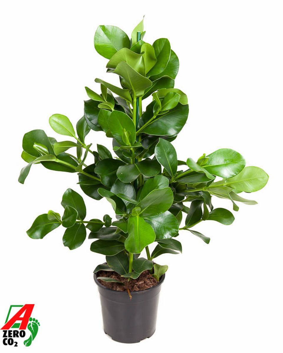 Clusia rosea — Plant Wholesale FlorAccess
