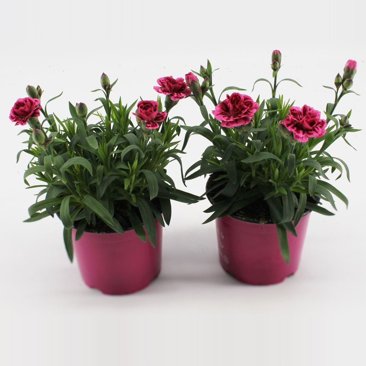 Dianthus OSCAR PURPLE WINGS — Plant Wholesale FlorAccess