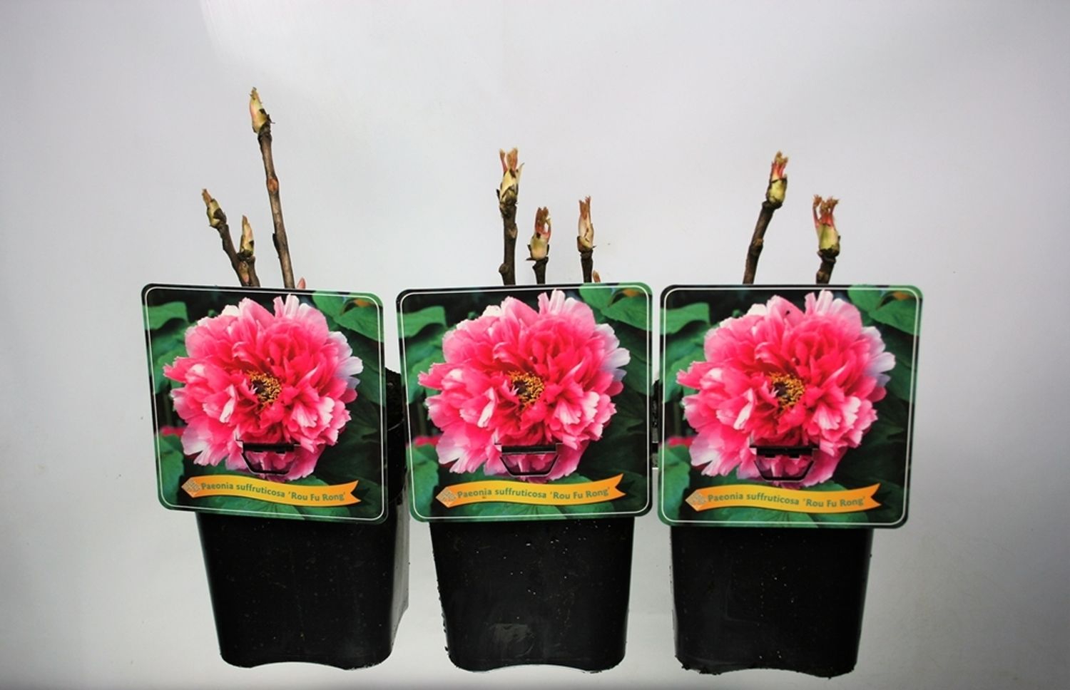 Paeonia suffruticosa 'Rou Fu Rong' — Plant Wholesale FlorAccess