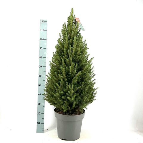 Picea glauca 'Conica' — Plant Wholesale FlorAccess