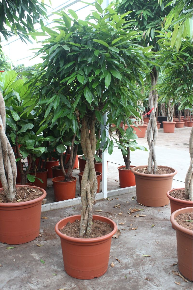 Ficus binnendijkii 'Amstel King' — Plant Wholesale FlorAccess