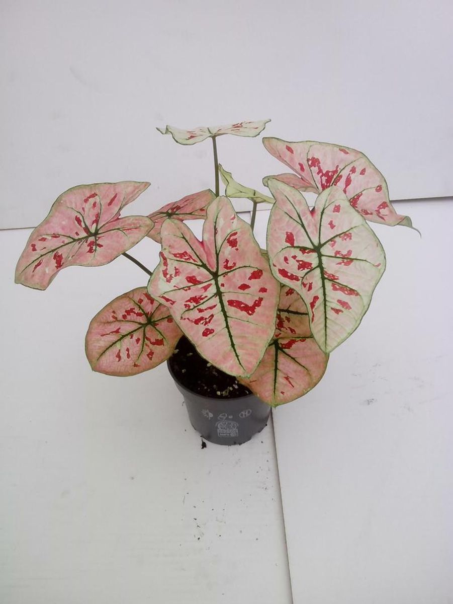 Caladium KELLY — Plant Wholesale FlorAccess