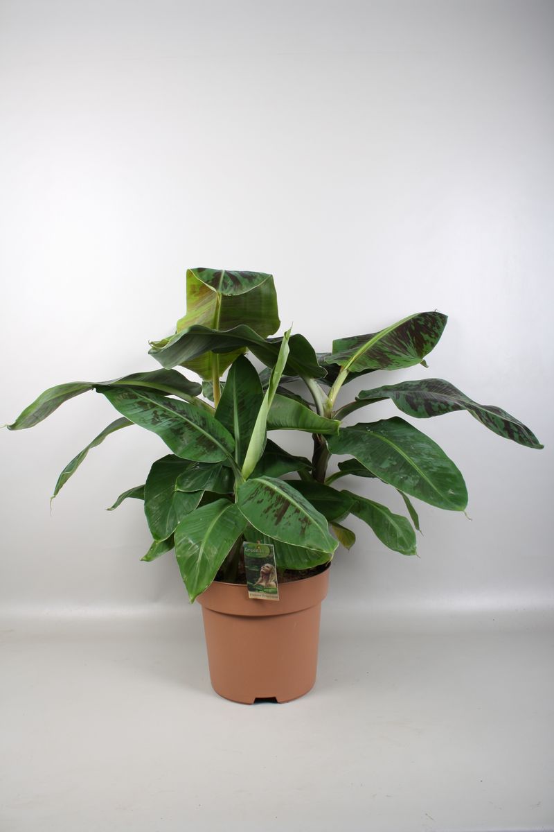 Musa acuminata 'Dwarf Cavendish' — Рослини оптом FlorAccess