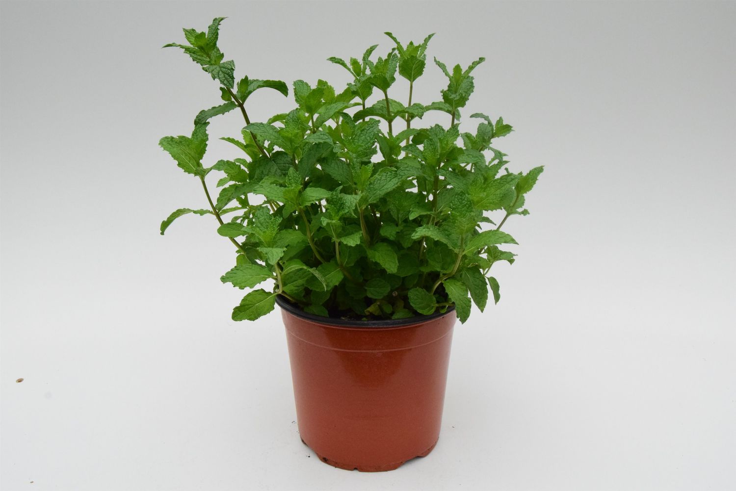 Mentha spicata 'Moroccan' — Plant Wholesale FlorAccess