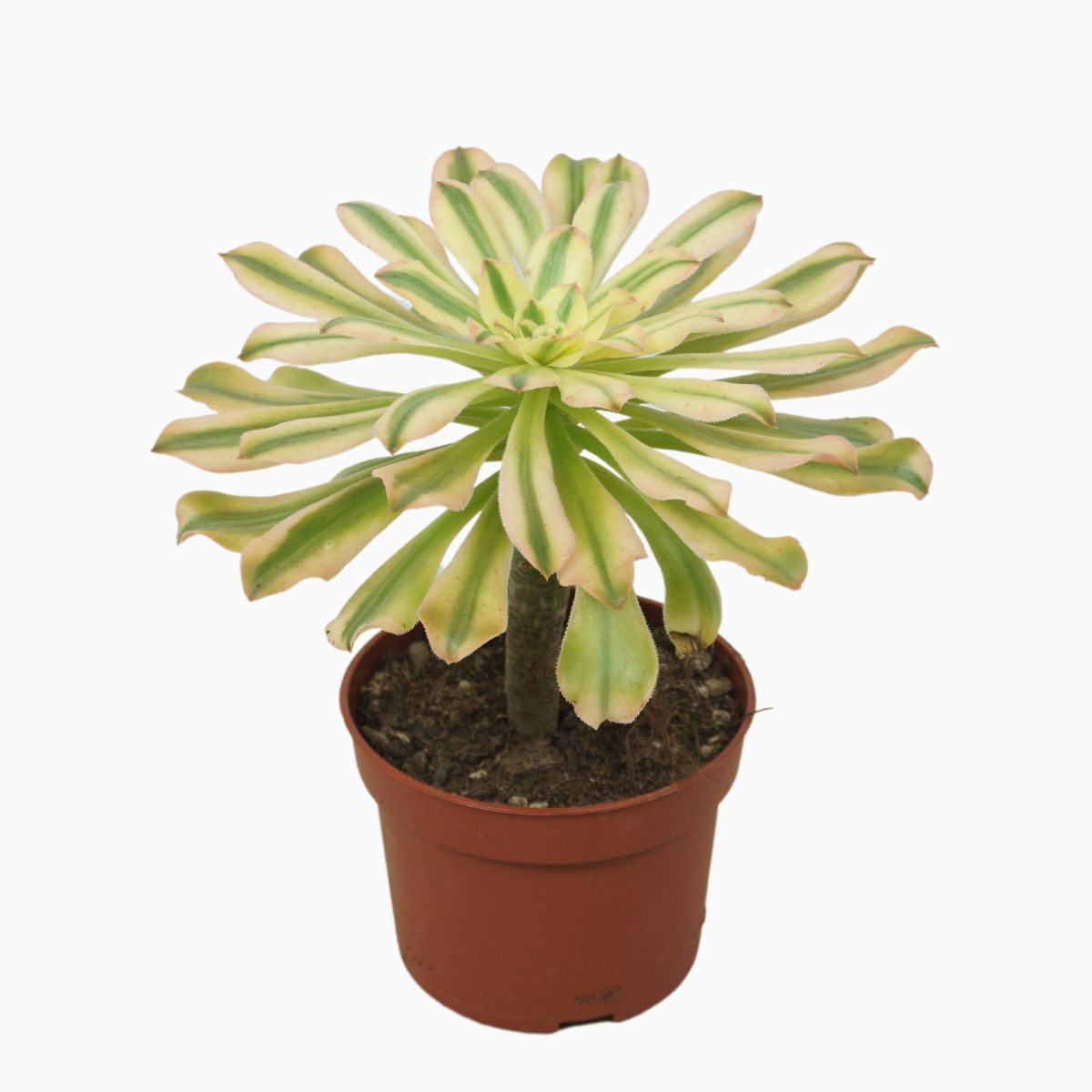 Aeonium arboreum 'Variegatum' — Plant Wholesale FlorAccess