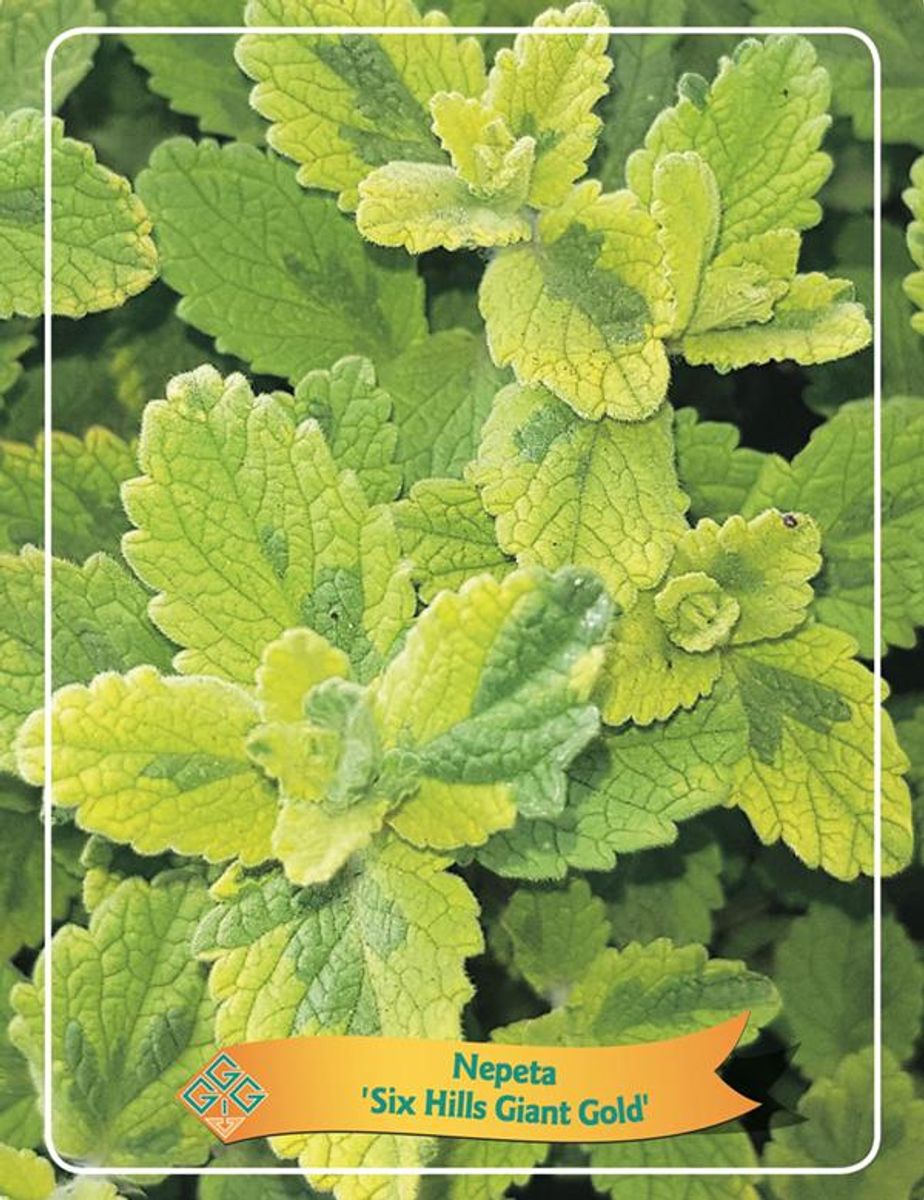 Nepeta 'Six Hills Gold' — Plant Wholesale FlorAccess