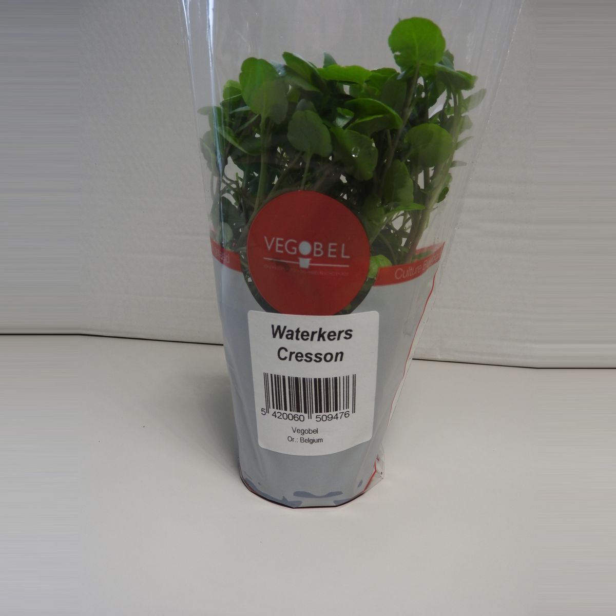 Nasturtium officinale — Plant Wholesale FlorAccess