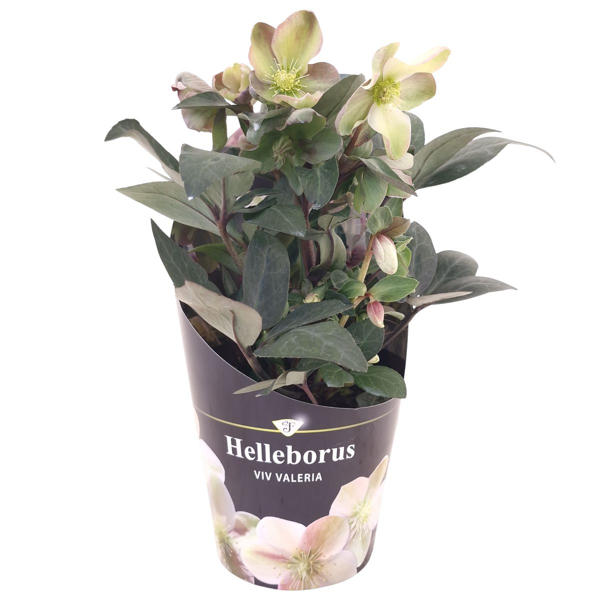 Helleborus x ericsmithii VIV VALERIA — Plant Wholesale FlorAccess