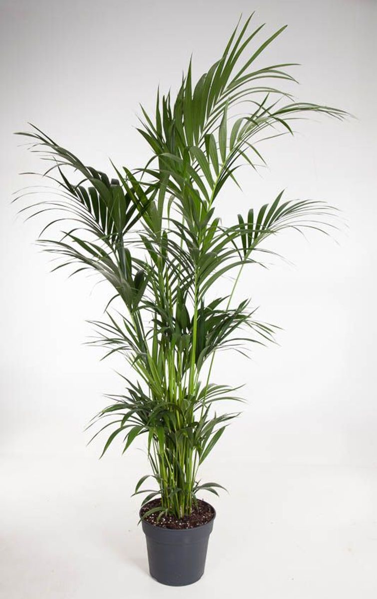 Howea forsteriana — Plant Wholesale FlorAccess