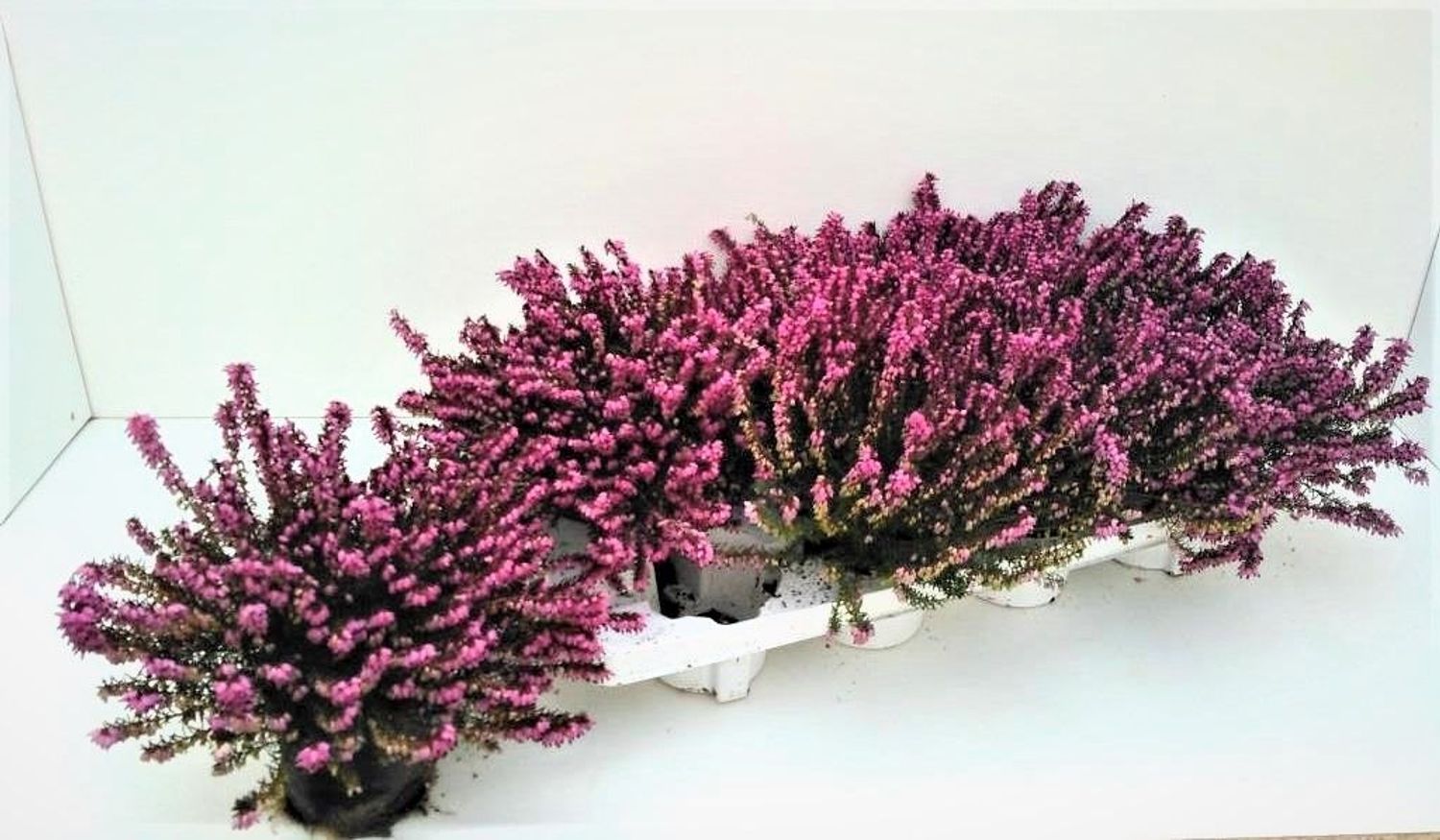 Erica x darleyensis SPRING SURPRISE MIX — Plant Wholesale FlorAccess