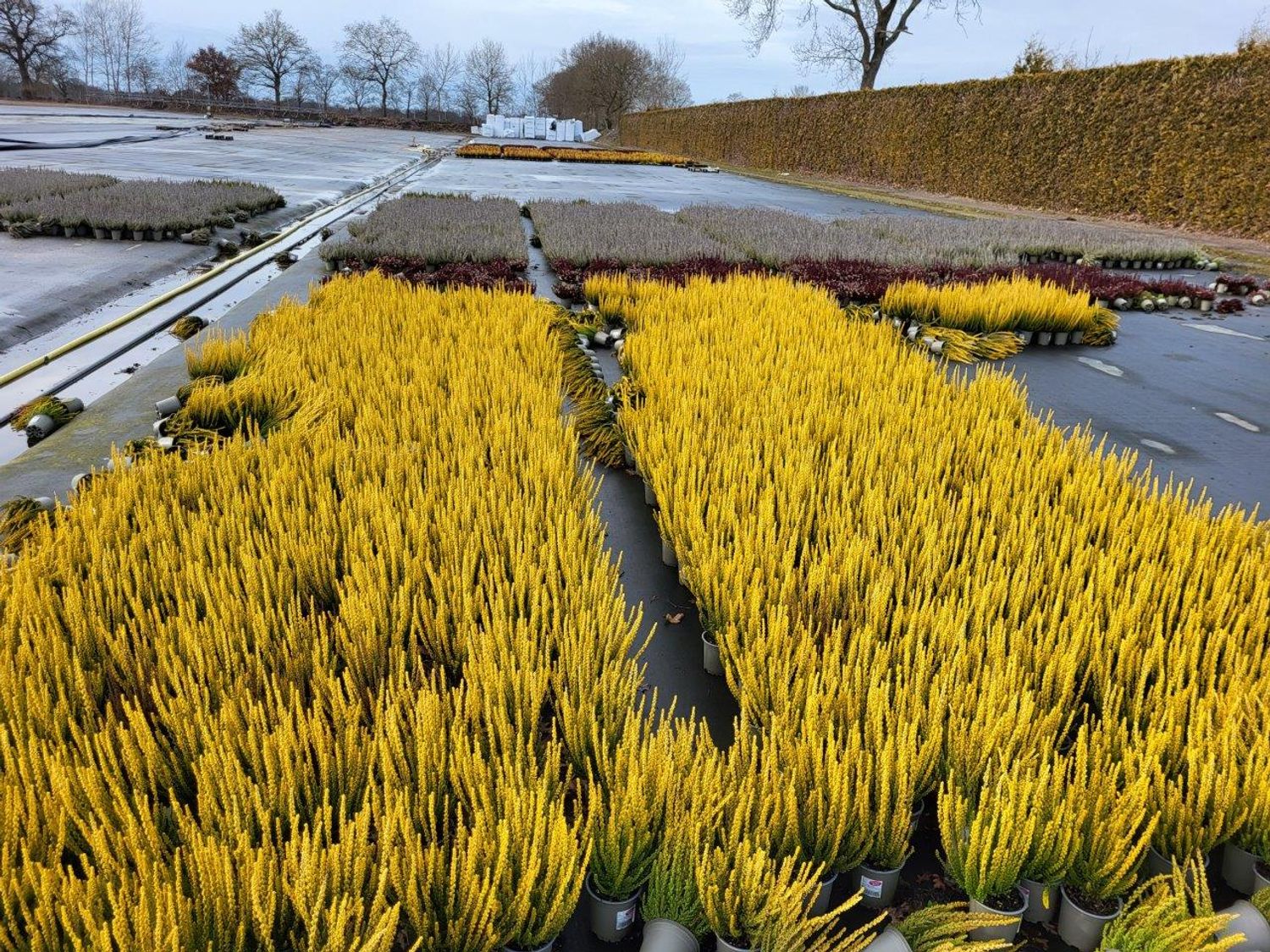 Calluna vulgaris GARDEN GIRLS ZETA — Plant Wholesale FlorAccess