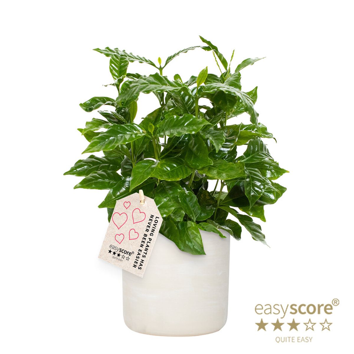 Coffea arabica — Plant Wholesale FlorAccess