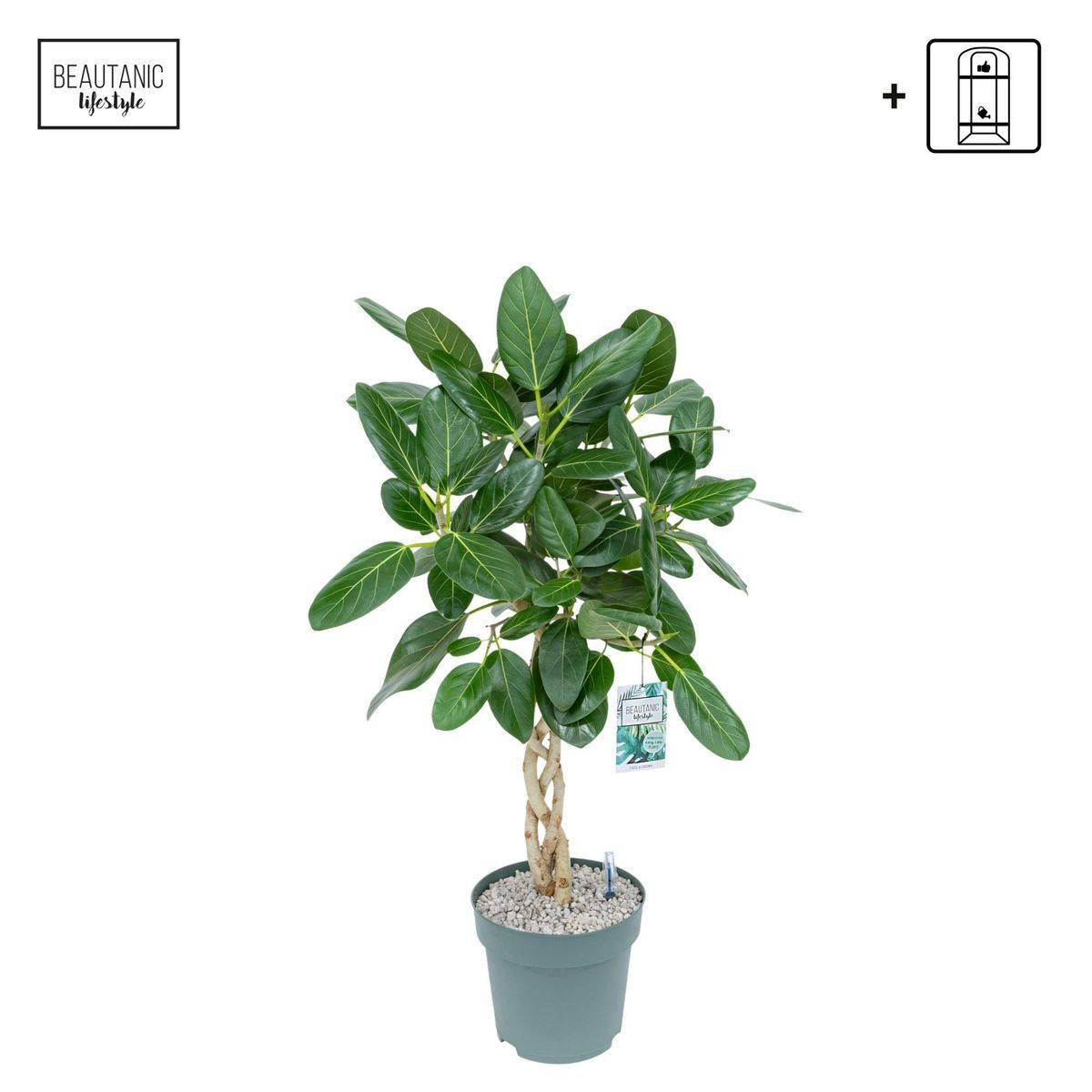 Ficus altissima — Plant Wholesale FlorAccess