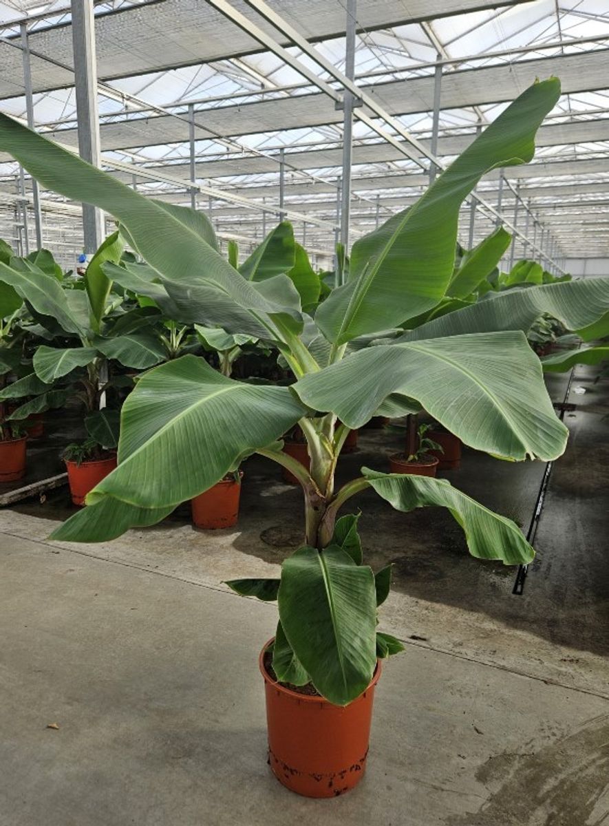 Musa 'Dwarf Cavendish' — Pflanzengroßhandel FlorAccess