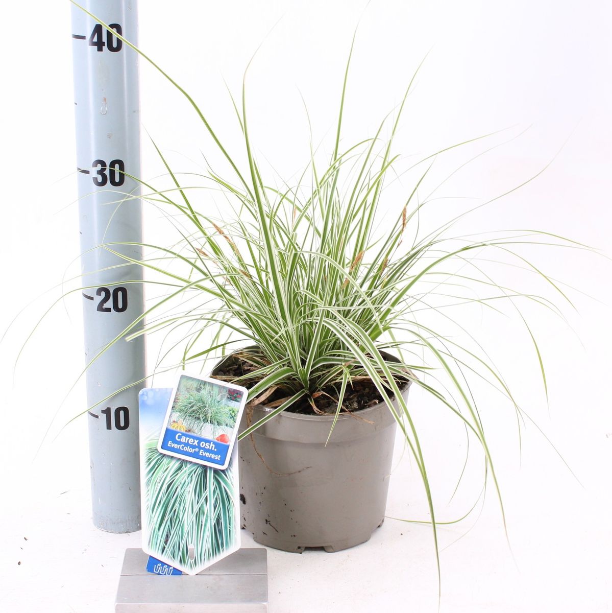 Carex oshimensis EVERCOLOR EVEREST — Plant Wholesale FlorAccess