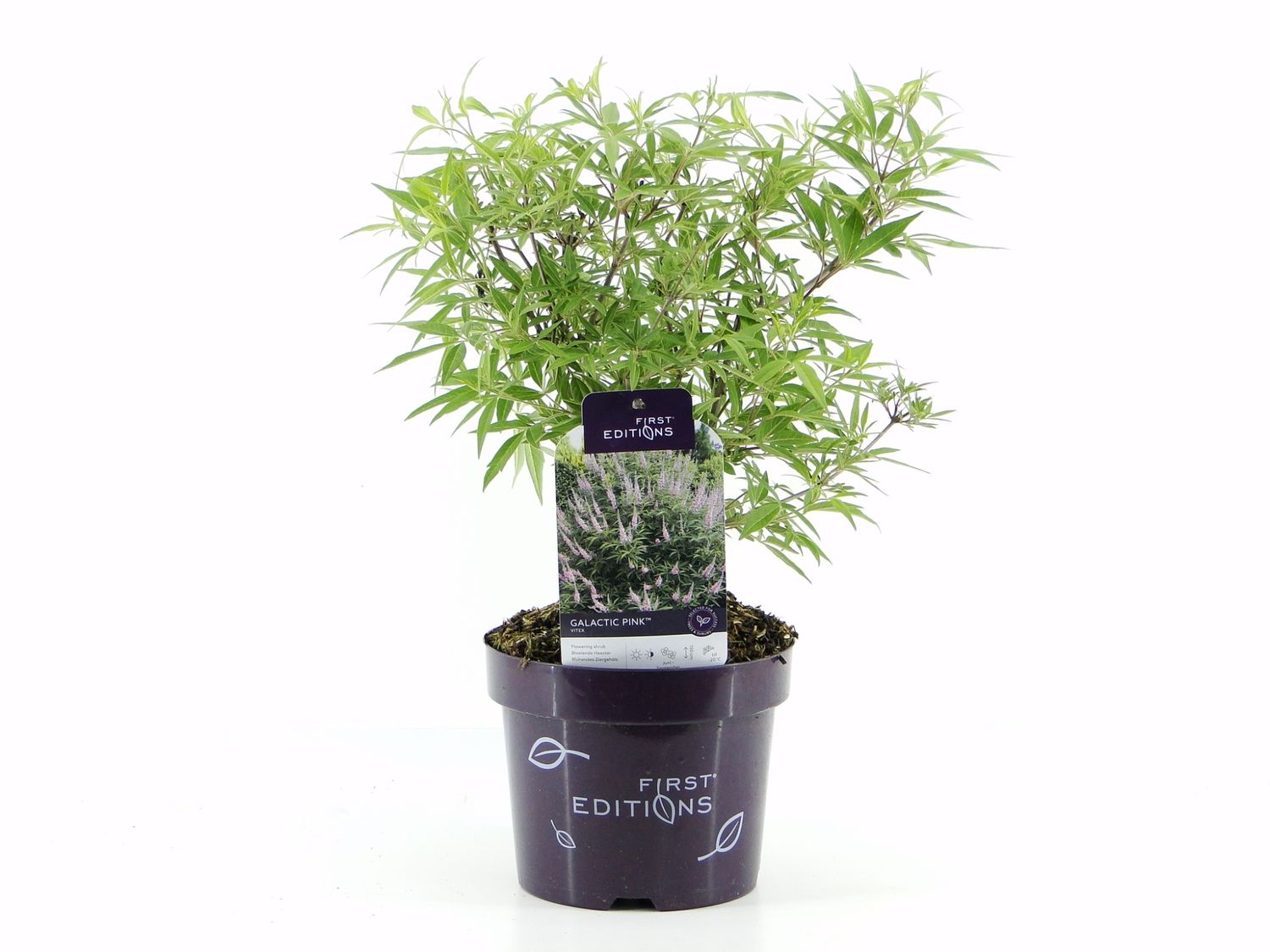 Vitex agnus-castus GALACTIC PINK — Plant Wholesale FlorAccess