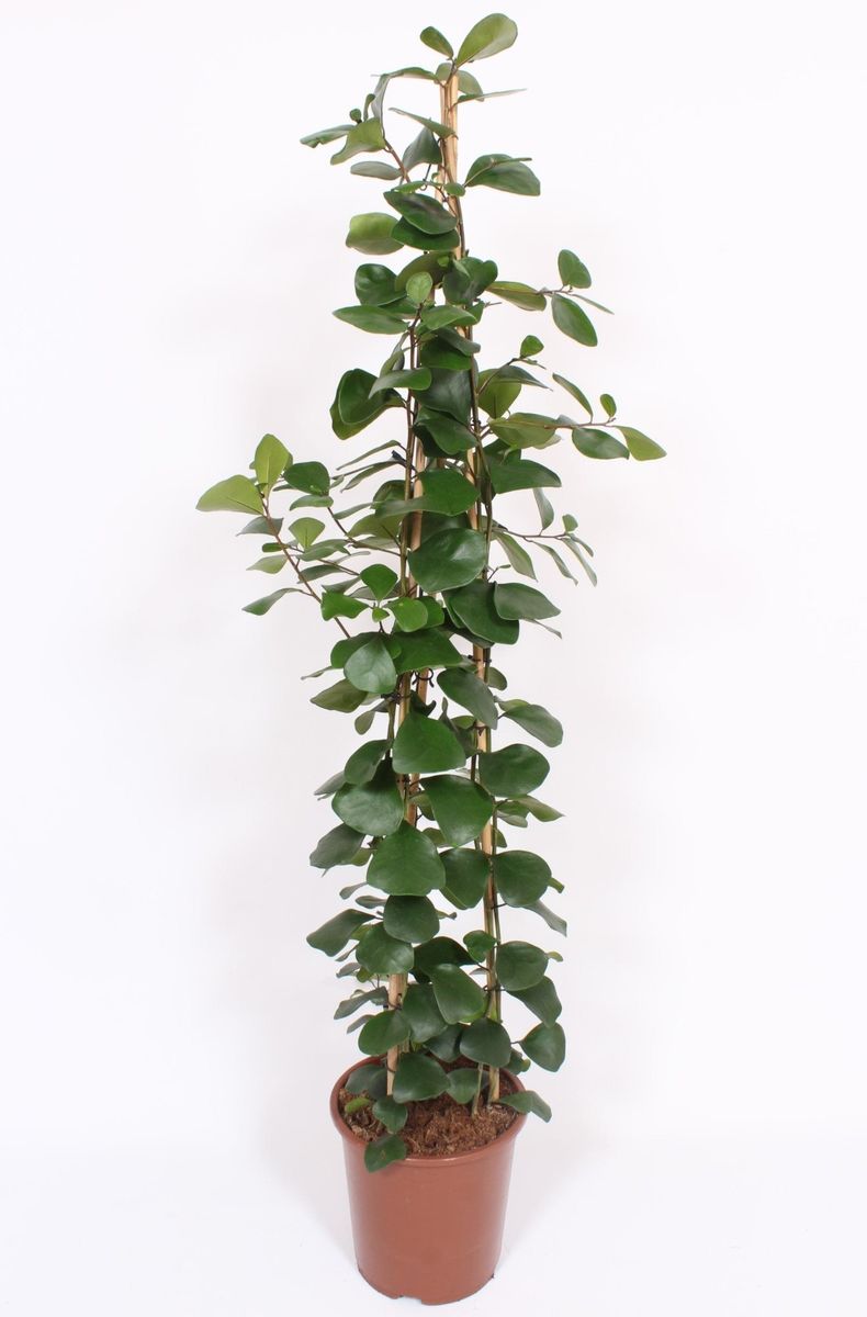 Ficus natalensis 'Trinova' — Plant Wholesale FlorAccess