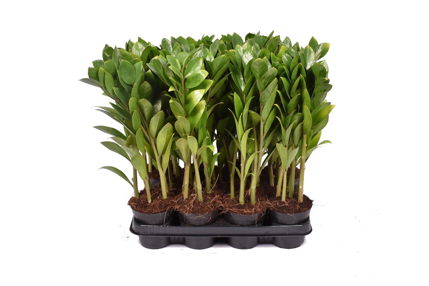 Zamioculcas zamiifolia 'Zamicro' — Plant Wholesale FlorAccess