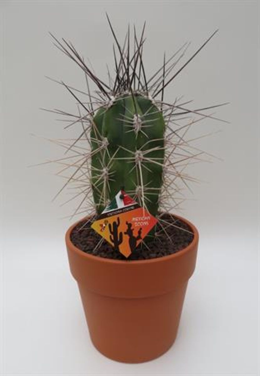 Stetsonia coryne — Pflanzengroßhandel FlorAccess