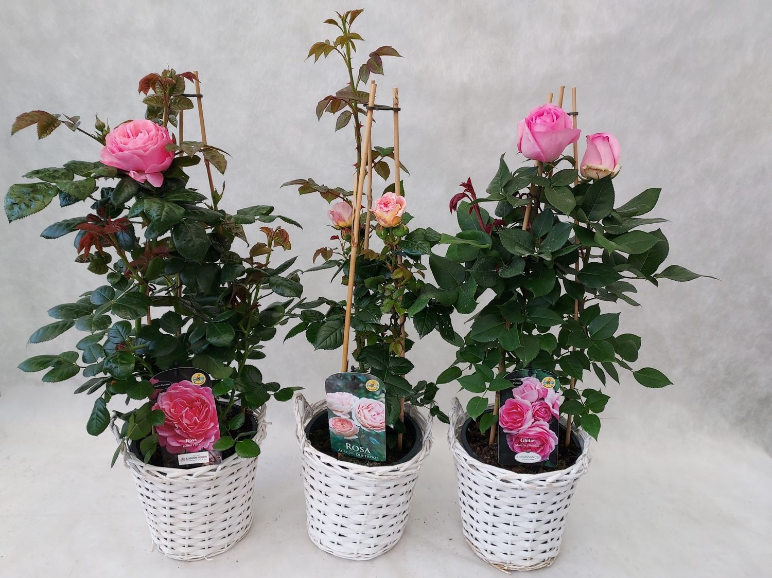 Rosa MIX — Plant Wholesale FlorAccess