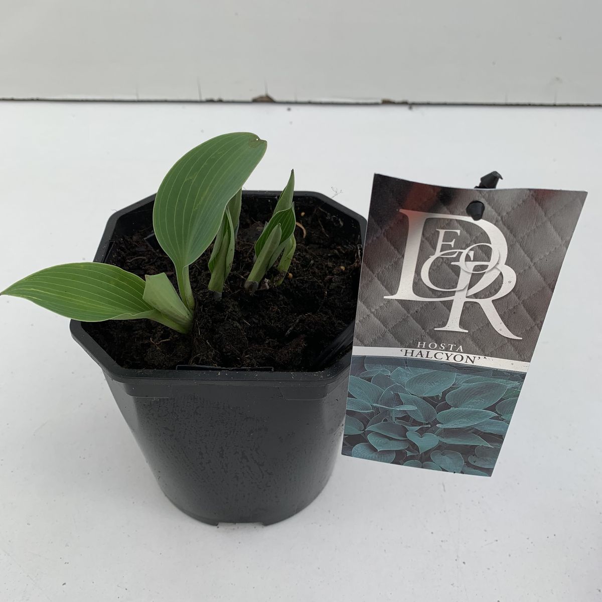 Hosta 'Halcyon' — Plant Wholesale FlorAccess