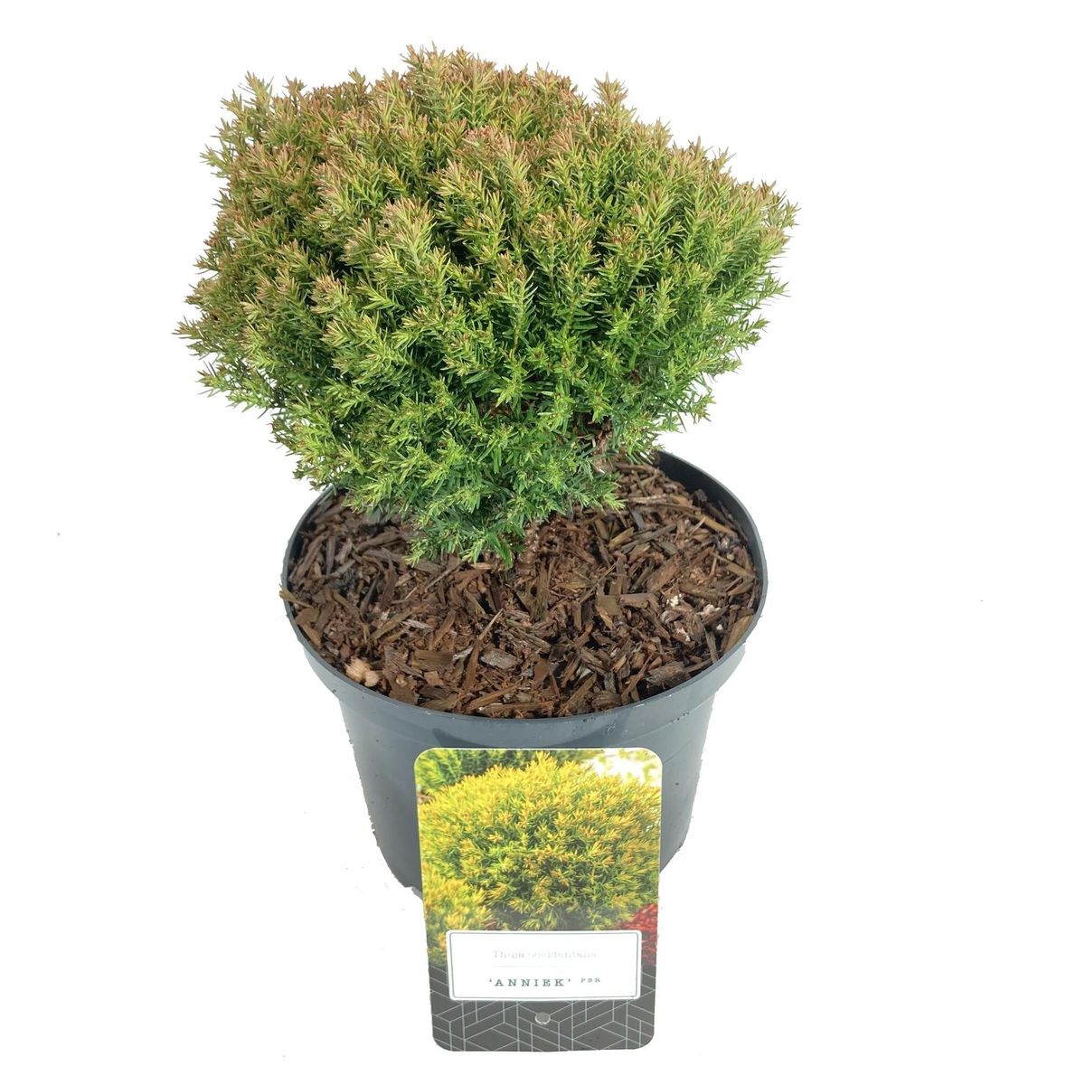 Thuja occidentalis 'Anniek' — Pflanzengroßhandel FlorAccess