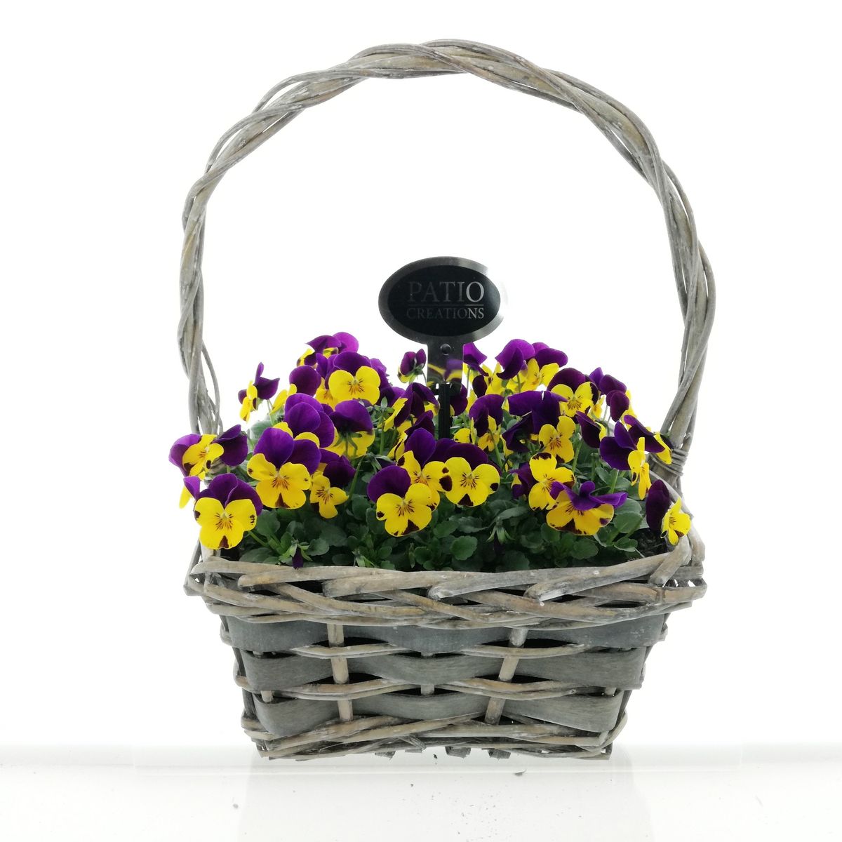 Arrangement Viola — Plant Wholesale FlorAccess