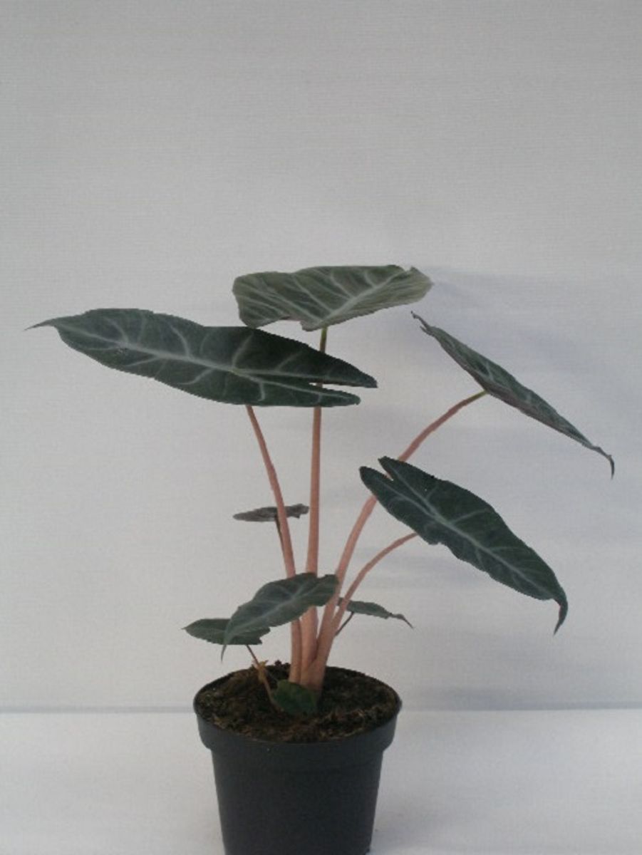 Alocasia 'Pink Dragon' — Plant Wholesale FlorAccess
