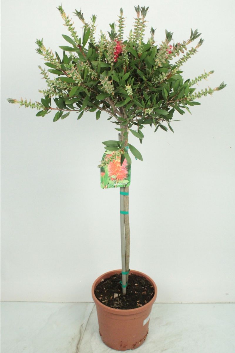 Callistemon laevis — Plant Wholesale FlorAccess
