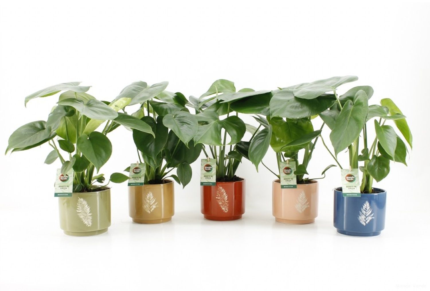 Monstera deliciosa — Plant Wholesale FlorAccess