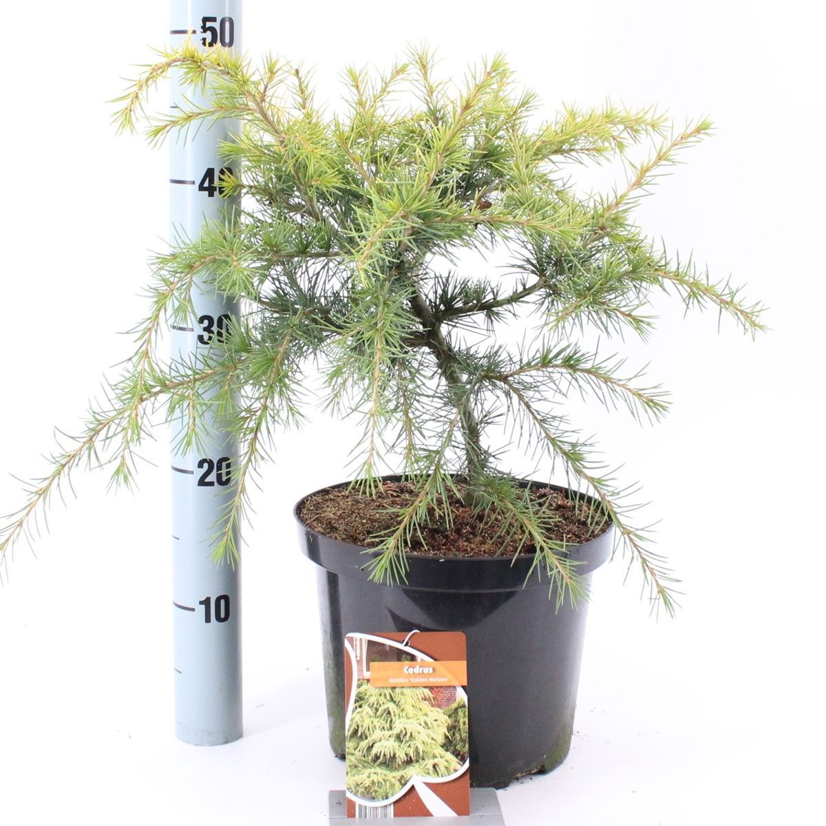 Cedrus deodara 'Golden Horizon' — Plant Wholesale FlorAccess