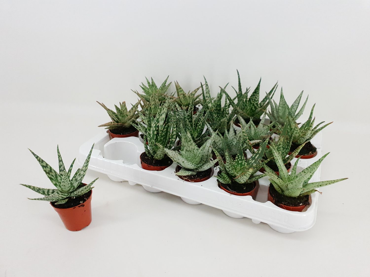 Aloe variegata MIX — Mayorista de plantas FlorAccess