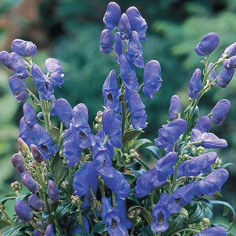 Aconitum carmichaelii 'Arendsii' — Plant Wholesale FlorAccess