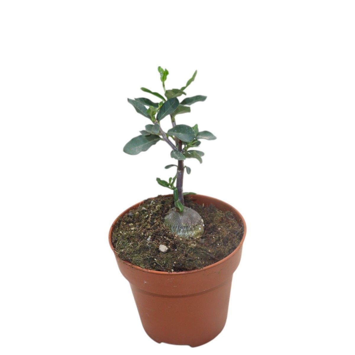 Fockea edulis — Plant Wholesale FlorAccess