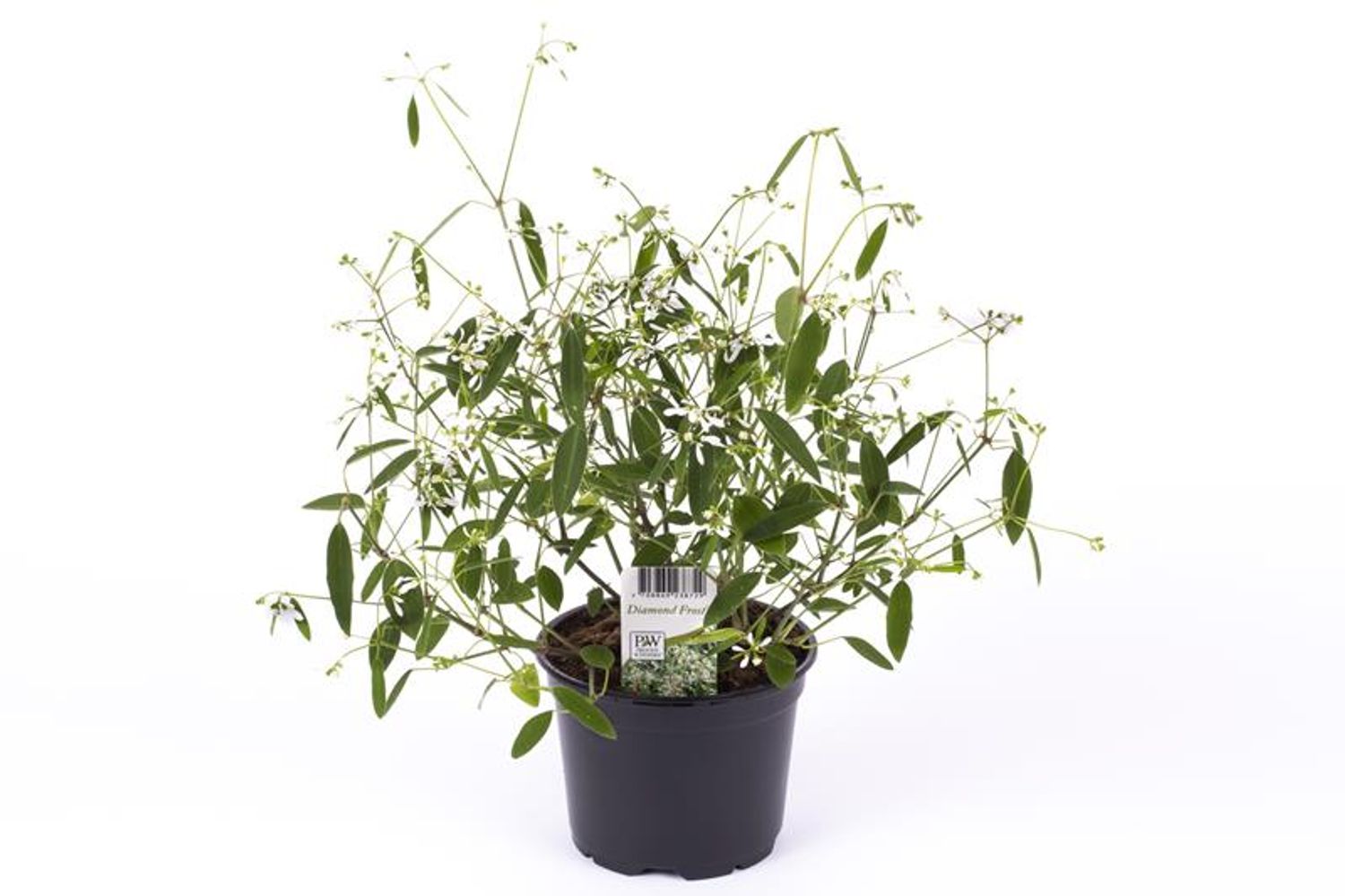 Euphorbia hypericifolia DIAMOND FROST — Plant Wholesale FlorAccess