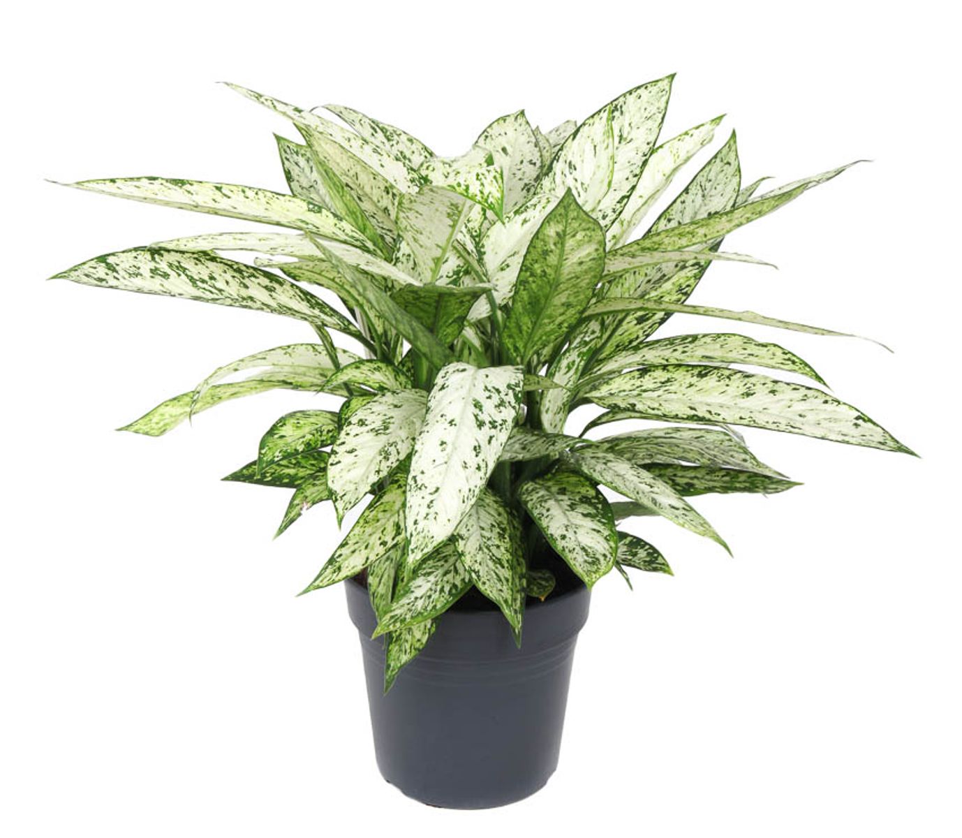 Dieffenbachia 'Vesuvius' — Plant Wholesale FlorAccess