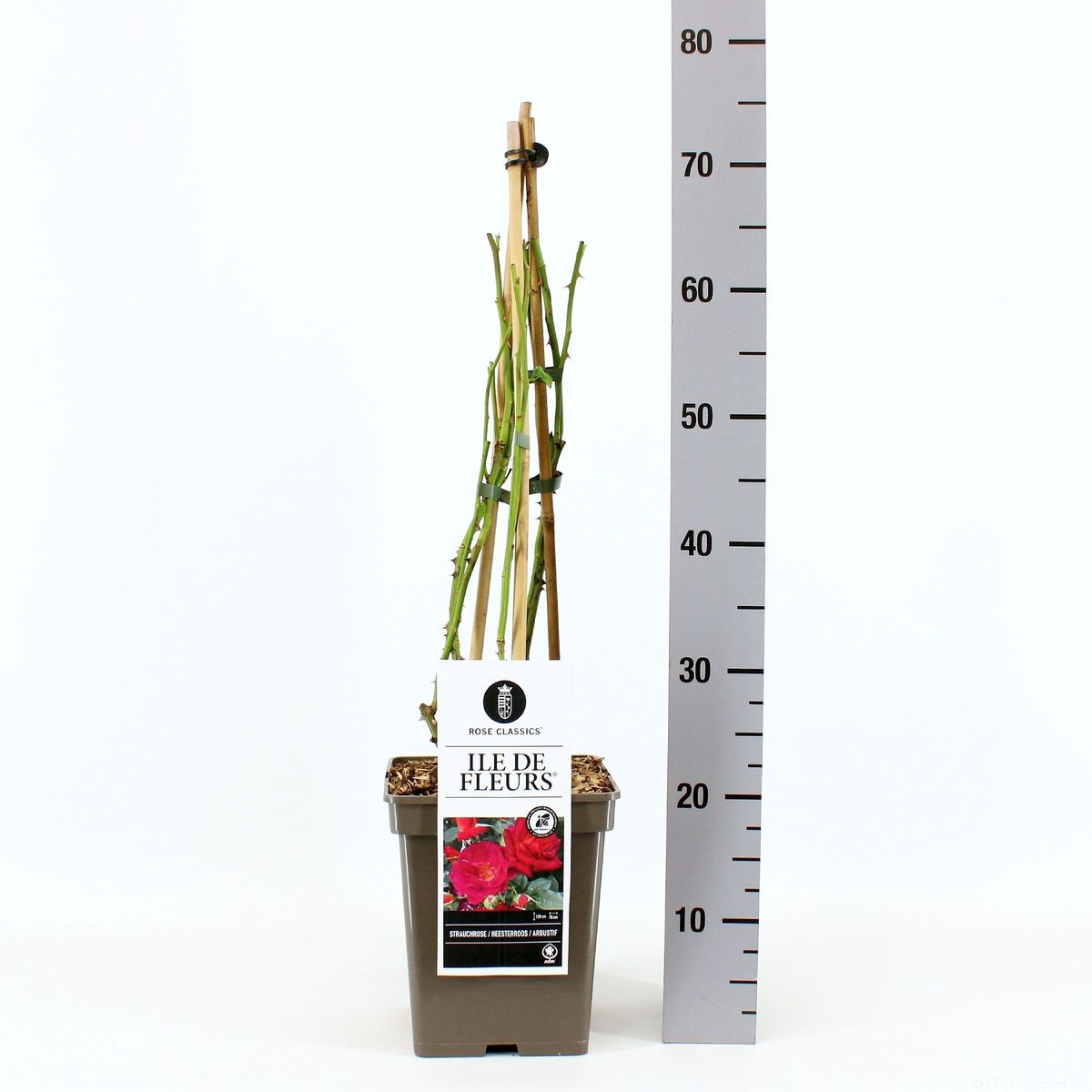 Rosa ILE DE FLEURS — Mayorista de plantas FlorAccess