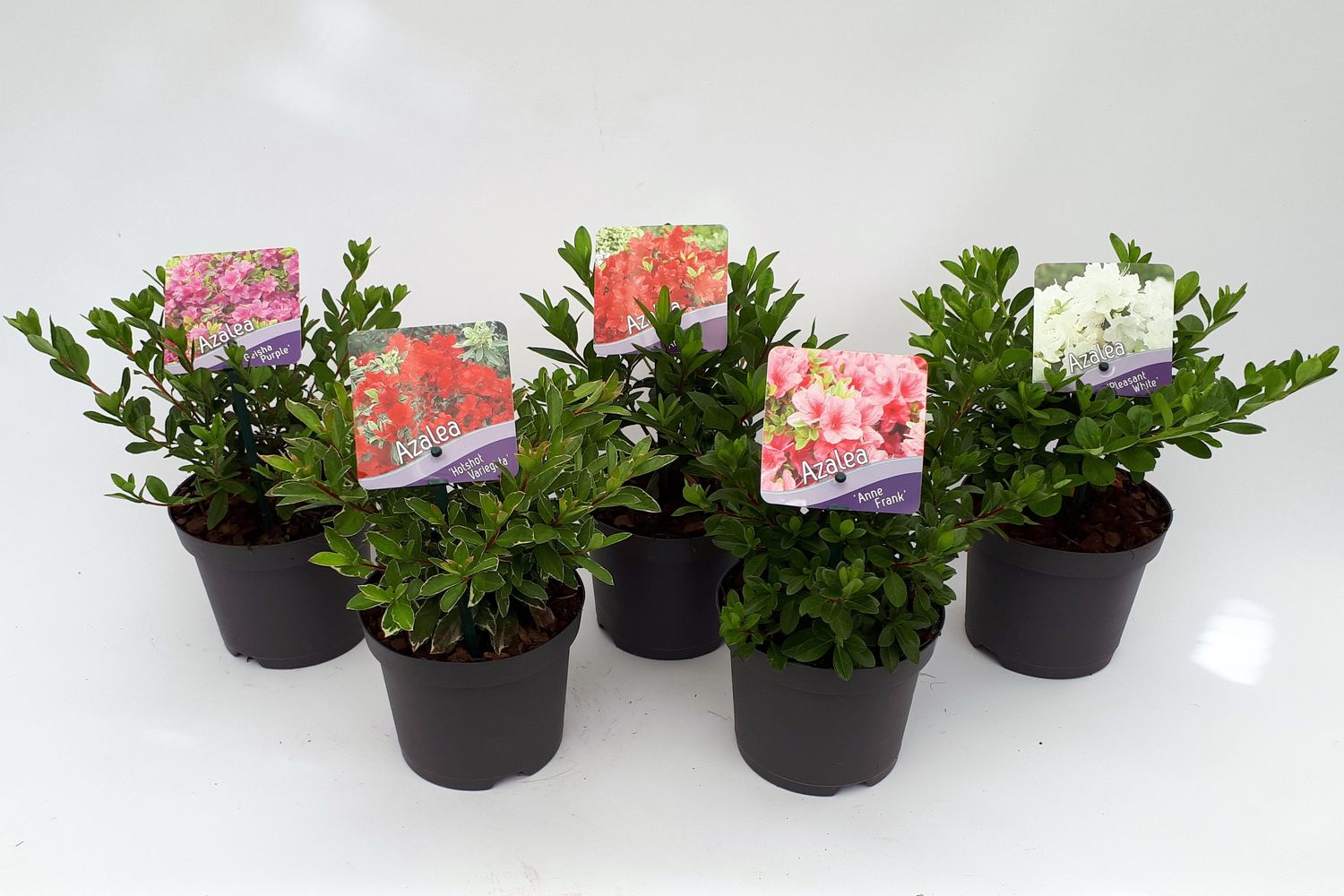 Rhododendron JAPANESE AZALEA MIX (AJ) — Plant Wholesale FlorAccess