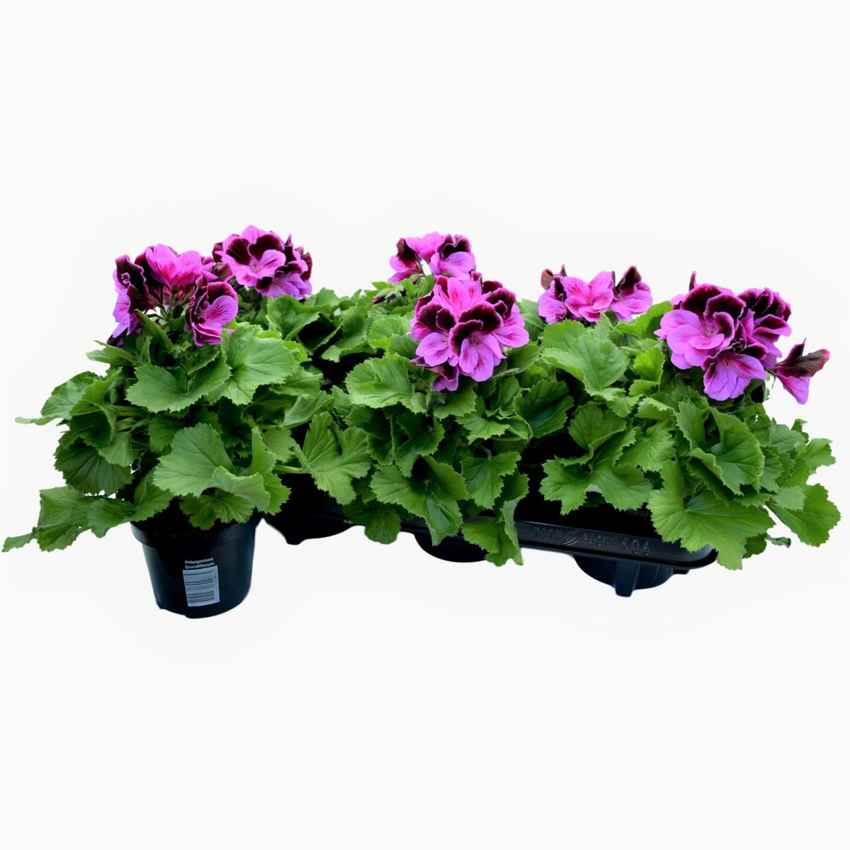 Pelargonium 'Elegance Judith' — Plant Wholesale FlorAccess