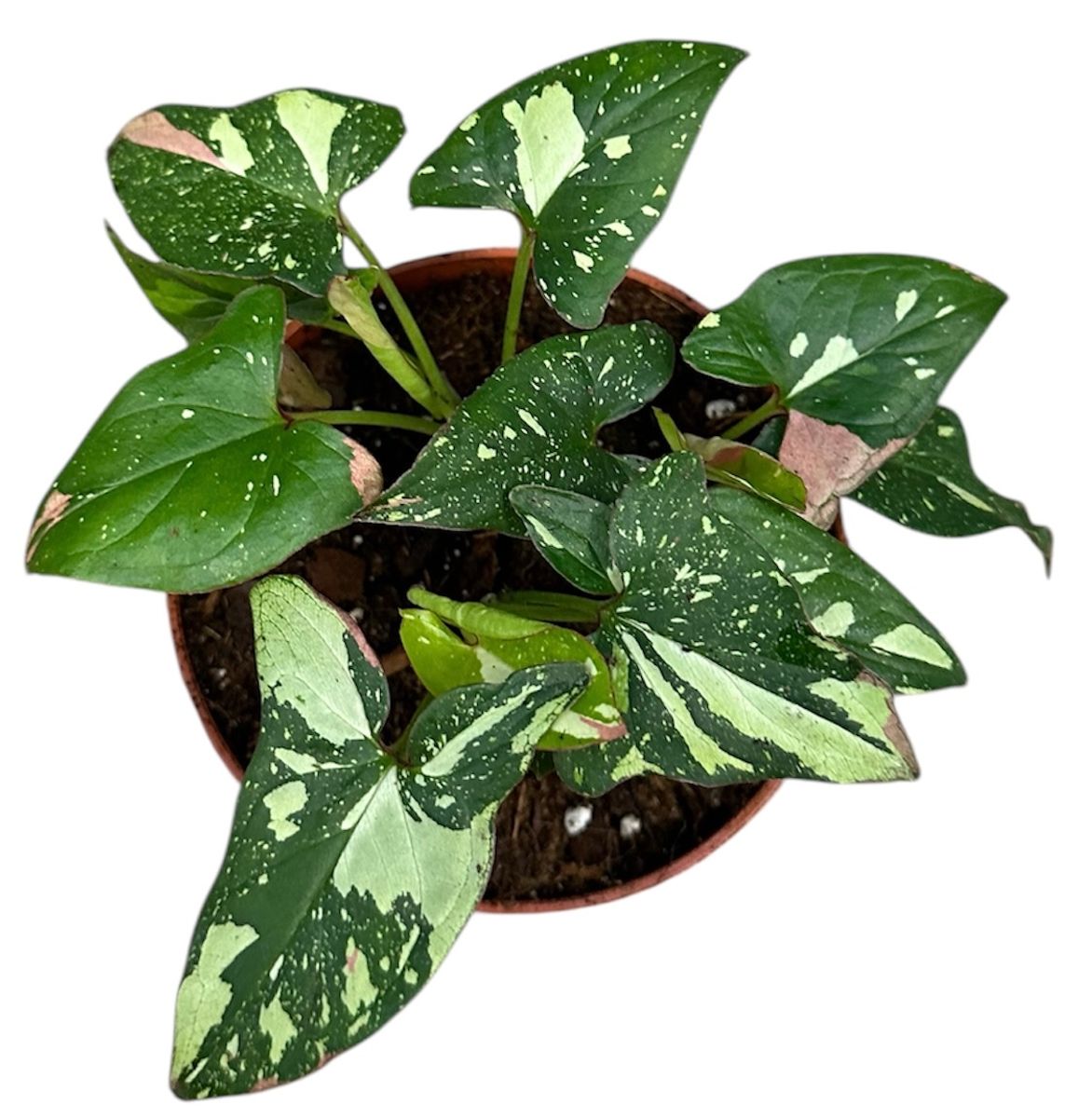 Syngonium RED SPOT TRICOLOR — Plant Wholesale FlorAccess