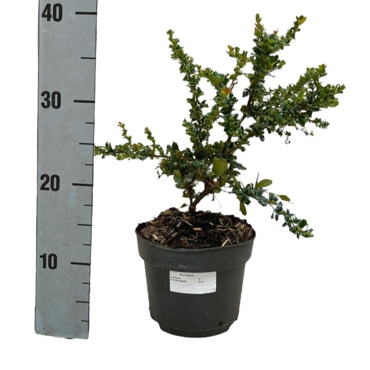 Berberis darwinii 'Compacta' — Plant Wholesale FlorAccess