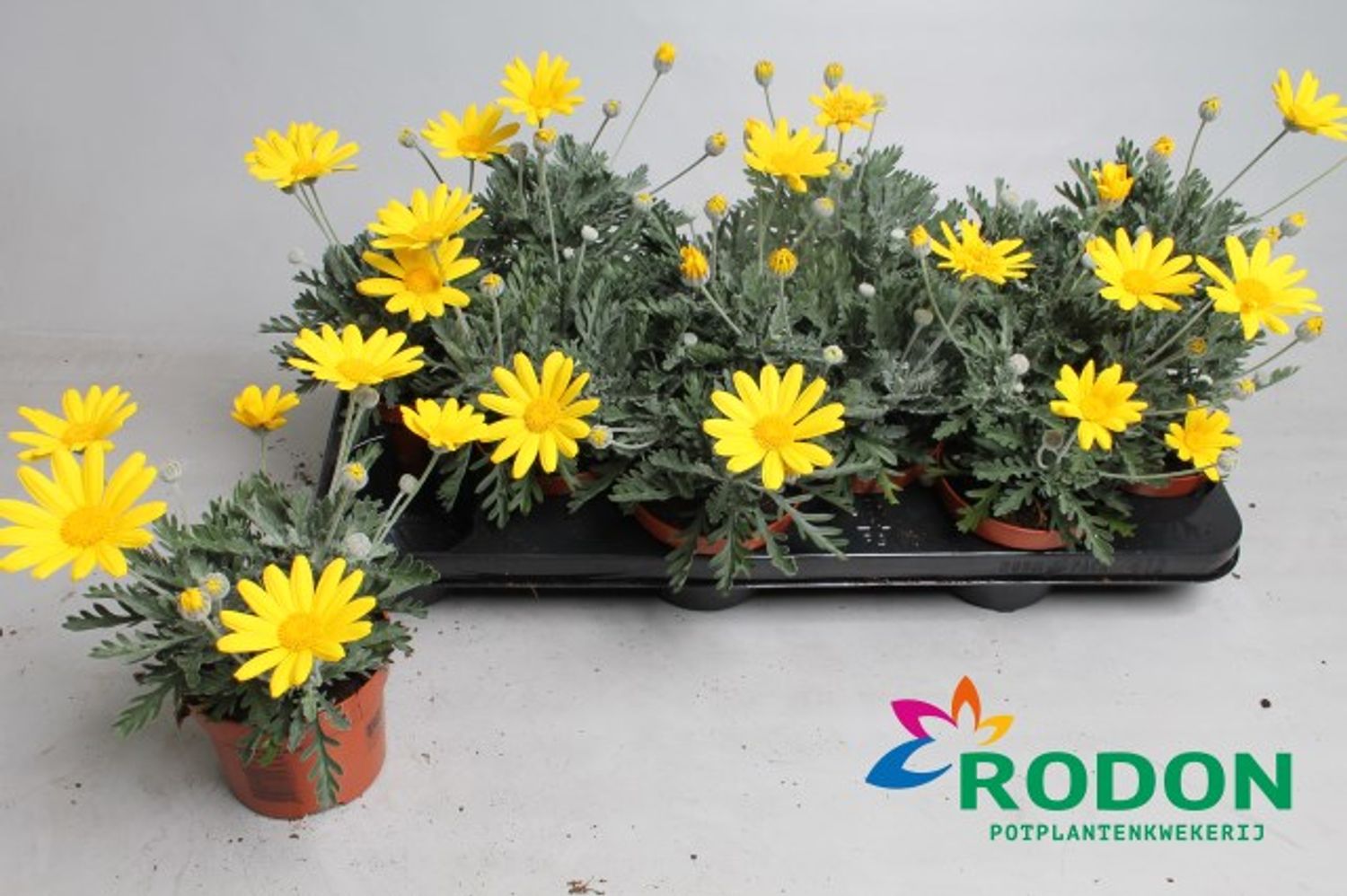 Euryops pectinatus 'Silver Star' — Mayorista de plantas FlorAccess
