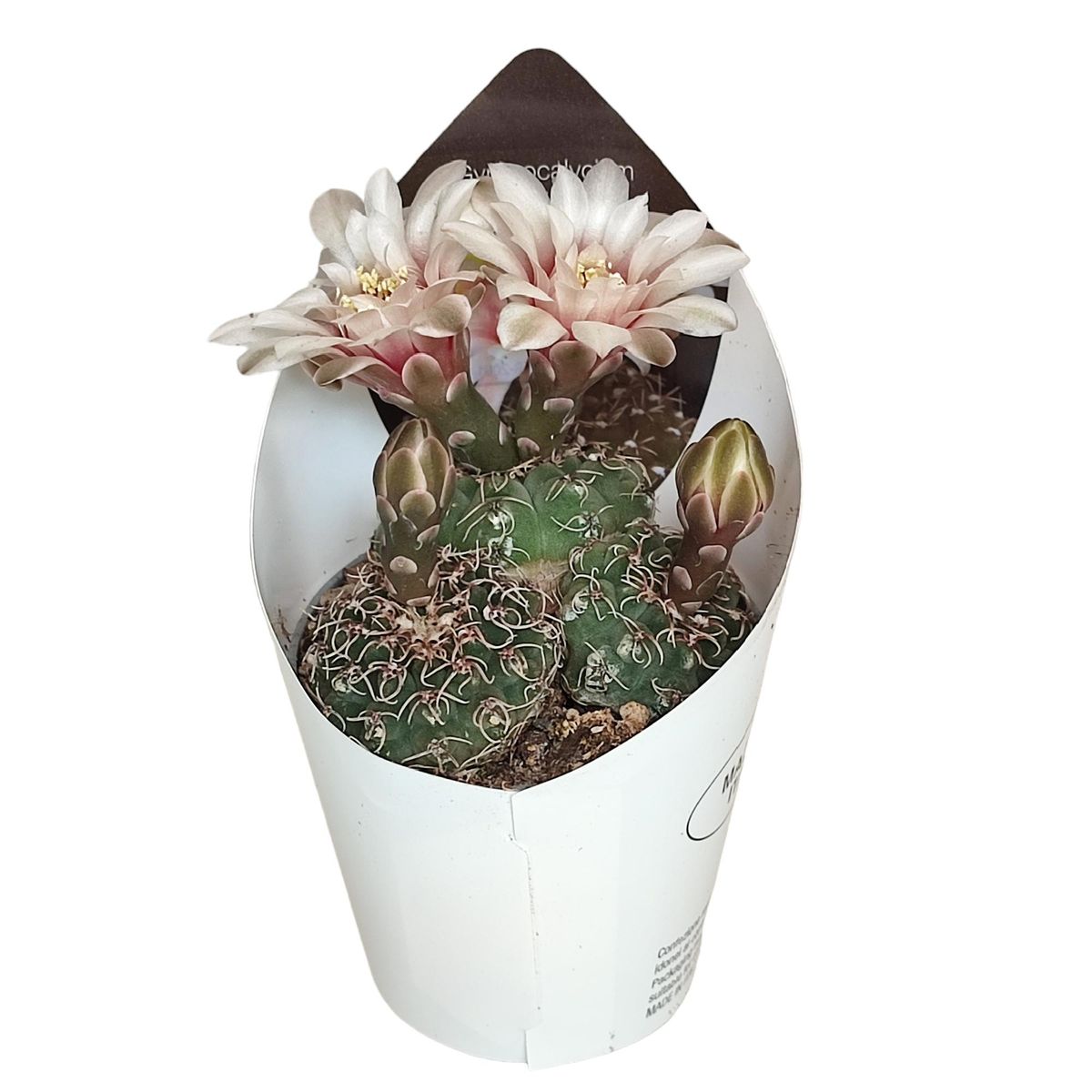 Gymnocalycium quehlianum — Plant Wholesale FlorAccess