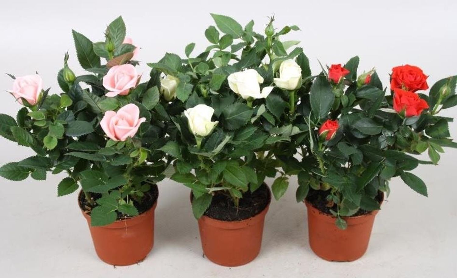 Rosa FAVOURITE ROSES MIX — Plant Wholesale FlorAccess
