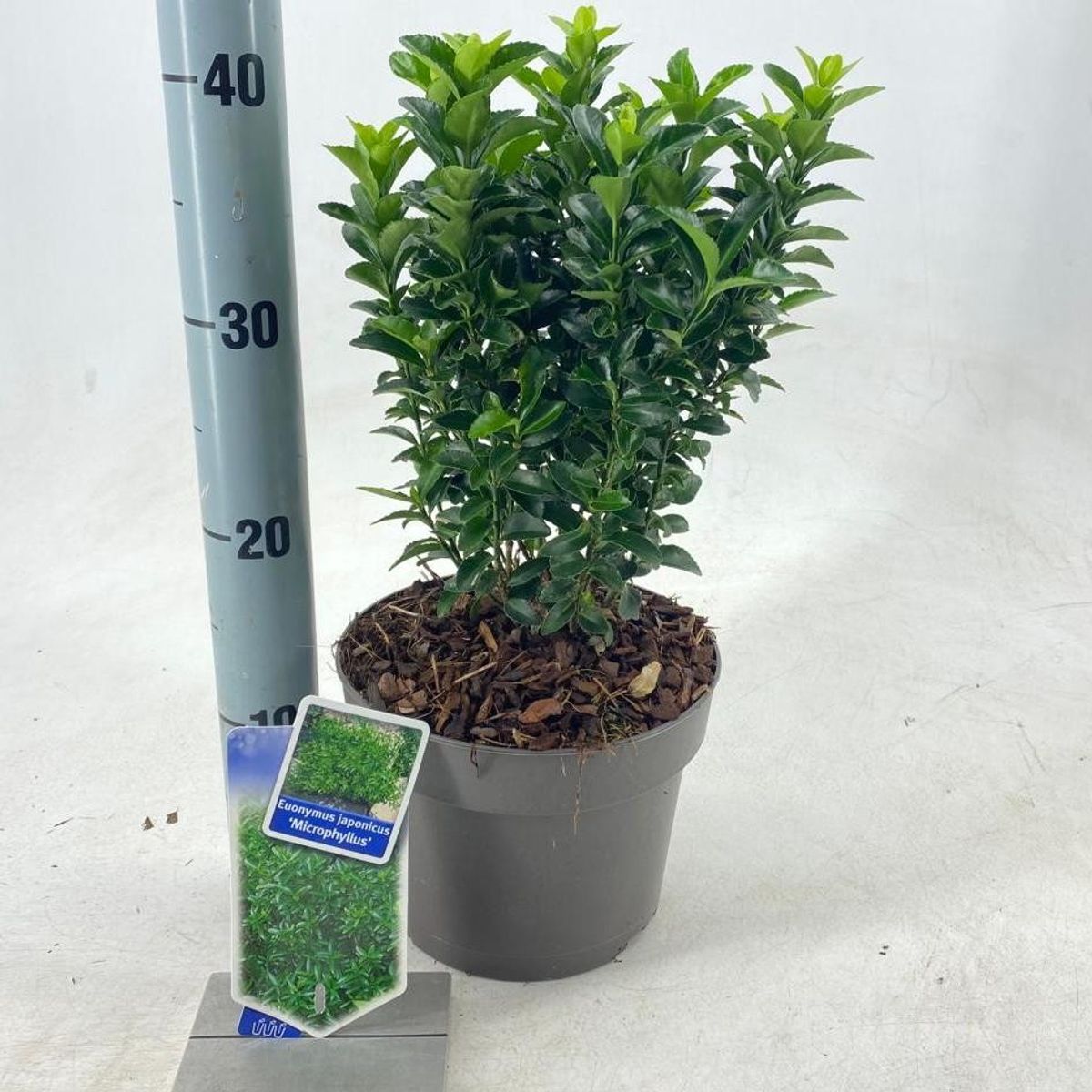 Euonymus japonicus 'Microphyllus' — Plant Wholesale FlorAccess