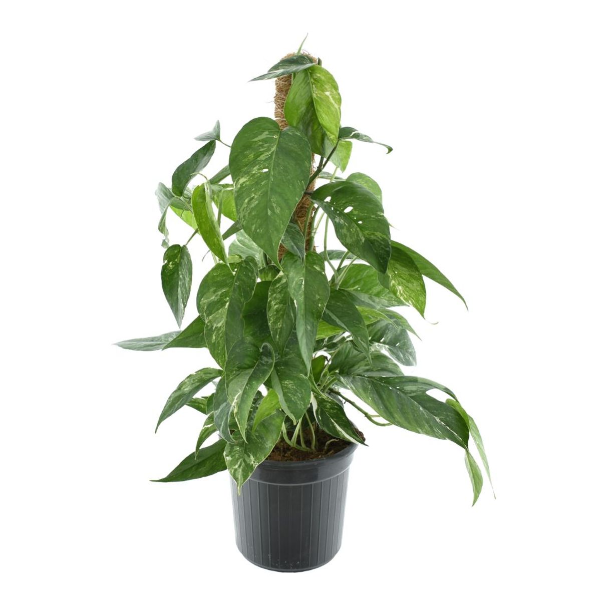 Epipremnum pinnatum 'Variegata' — Plant Wholesale FlorAccess