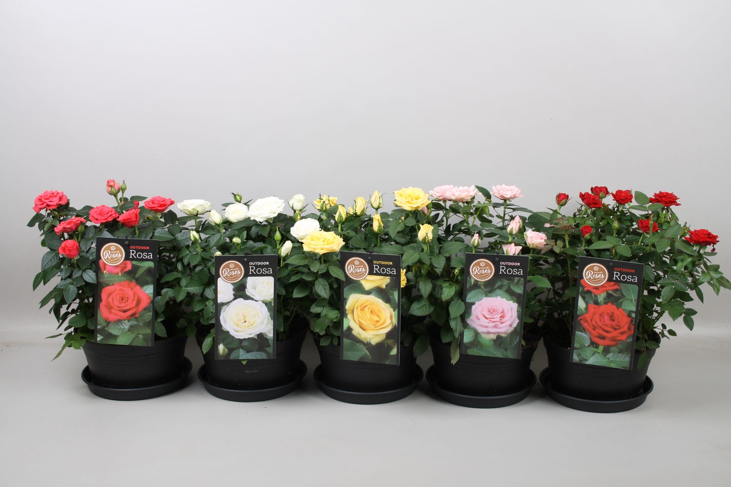 Rosa FAVOURITE ROSES MIX — Plant Wholesale FlorAccess