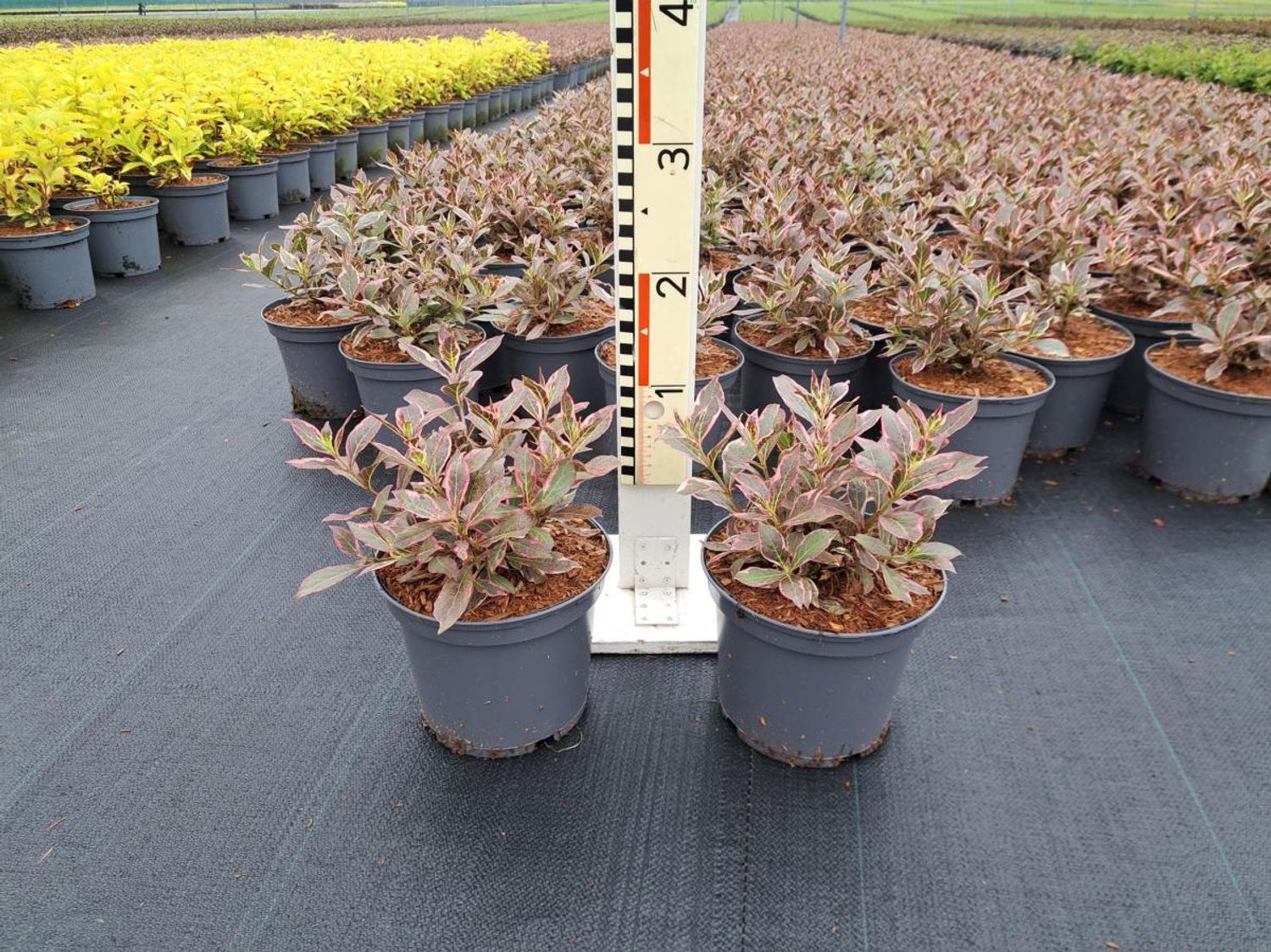 Weigela florida MONET — Plant Wholesale FlorAccess
