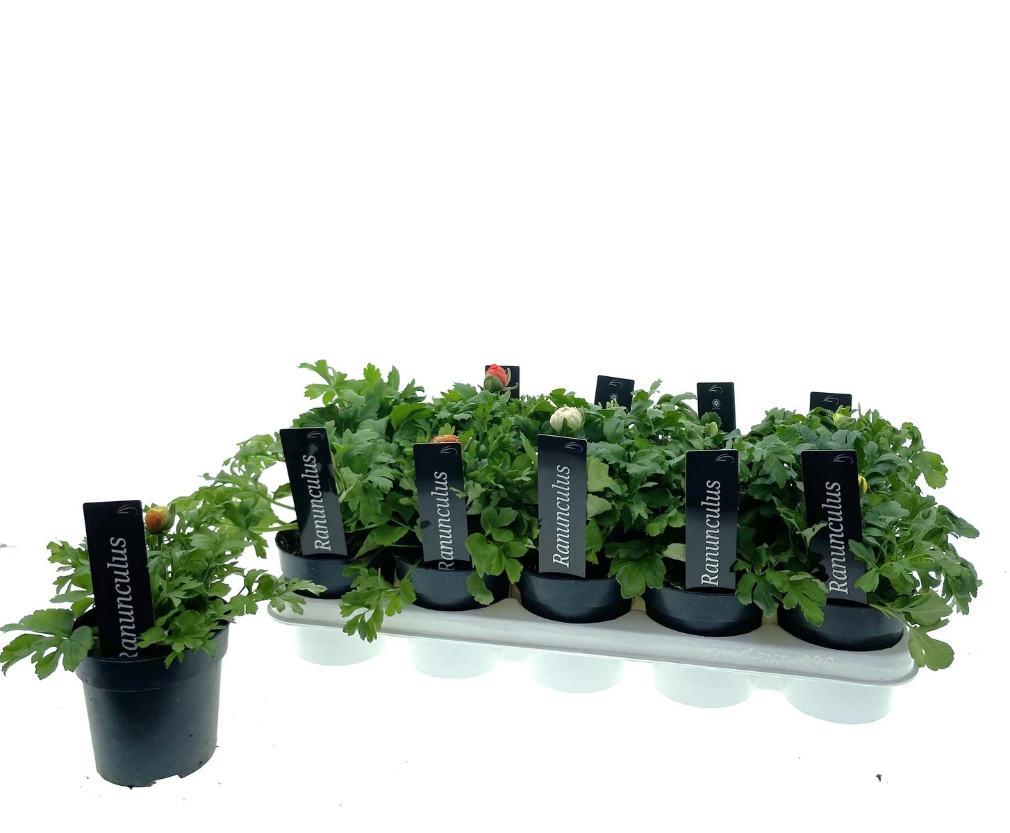 Ranunculus asiaticus RIVIERA MIX — Plant Wholesale FlorAccess